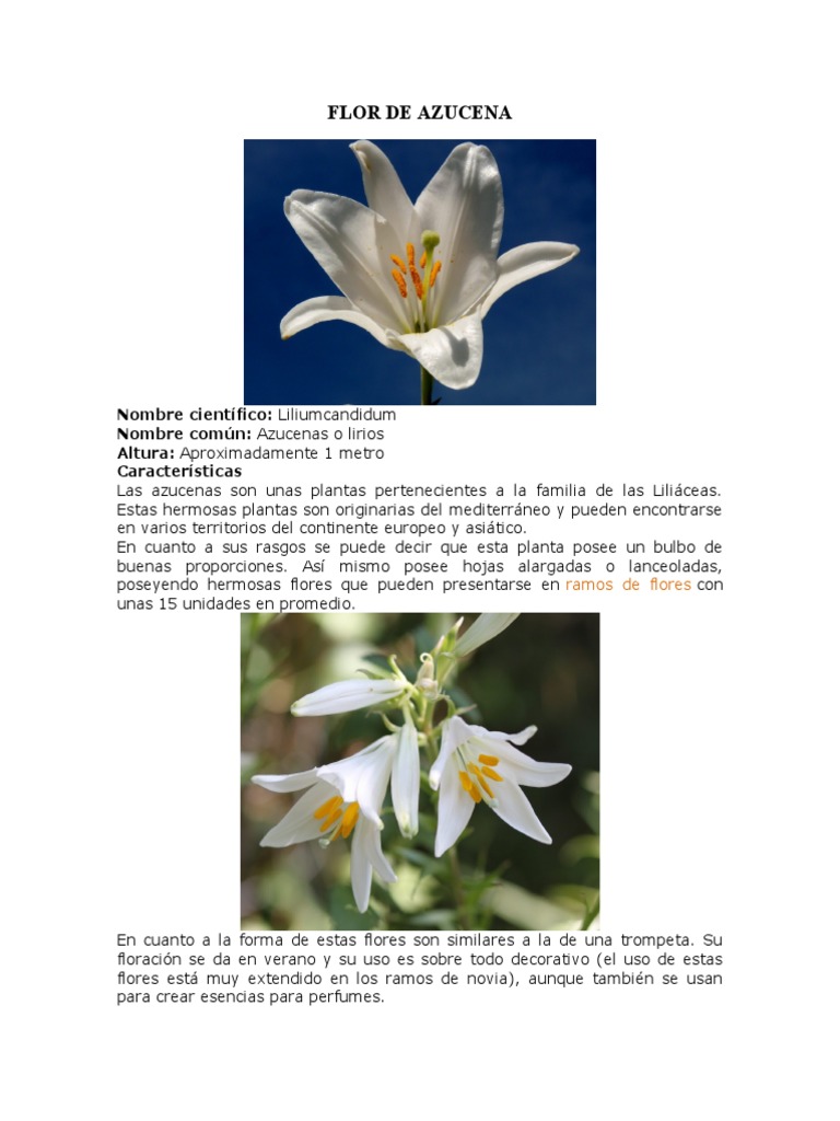 Características y Significado de la Azucena | PDF | Flores | Plantas