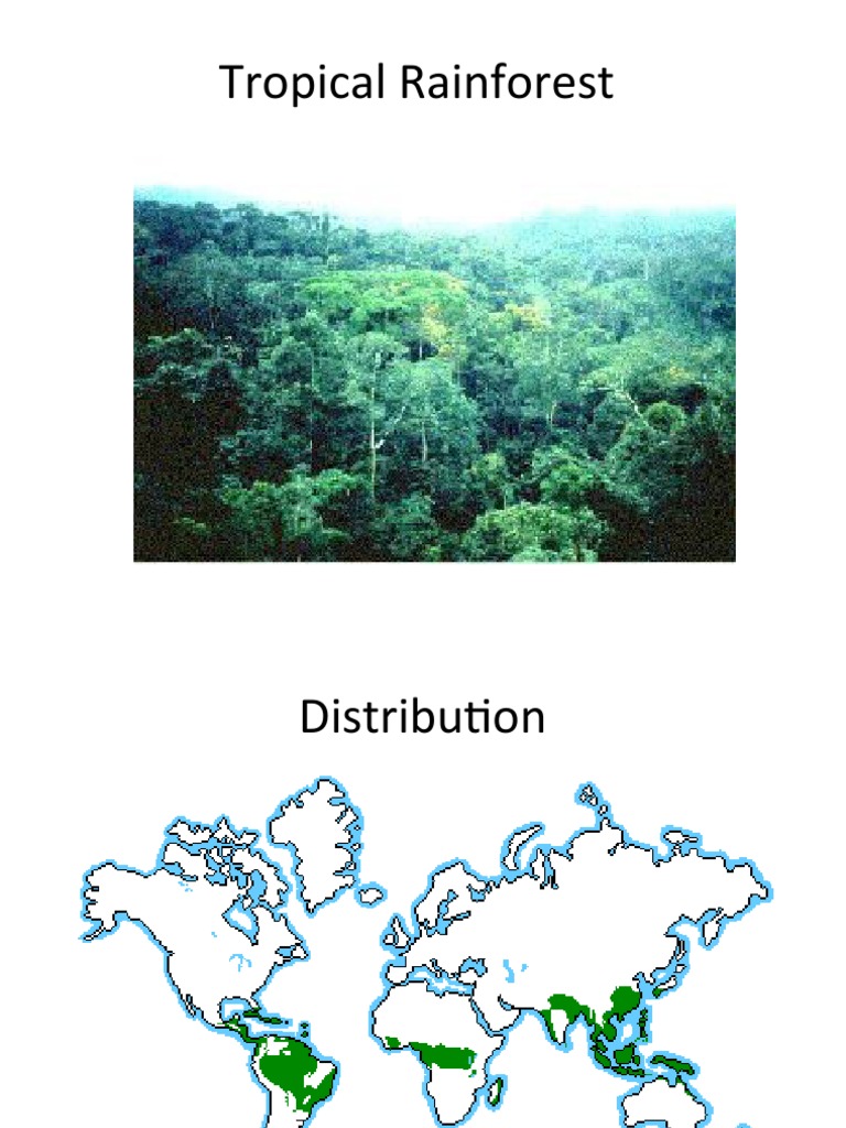 Tropical Rainforest | PDF | Rainforest | Trees