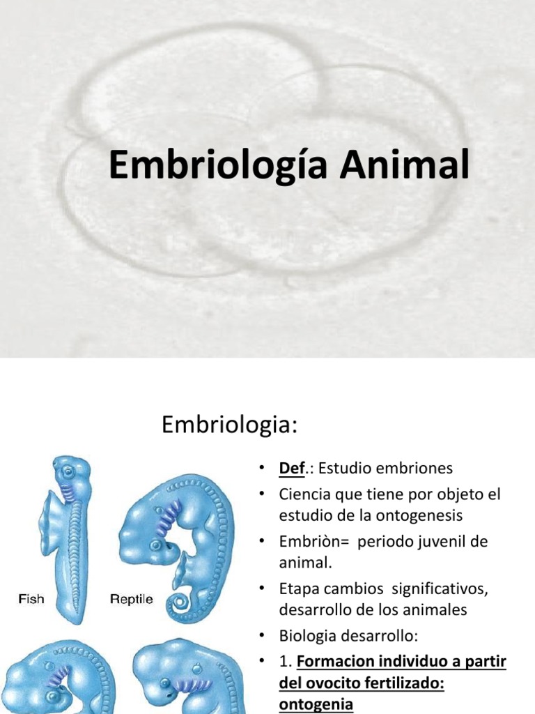 Embriologia V CLASE | PDF | Reproducción | Biología del desarrollo