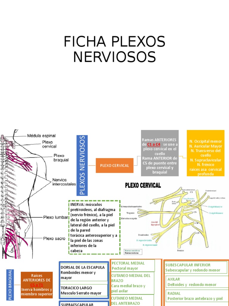 Ficha Plexos Nerviosos Pdf Anatomía Humana Sistema Nervioso