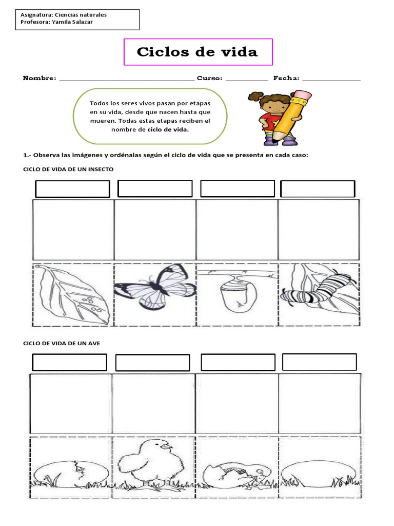 Guía Ciclos de Vida 2° Basico | PDF
