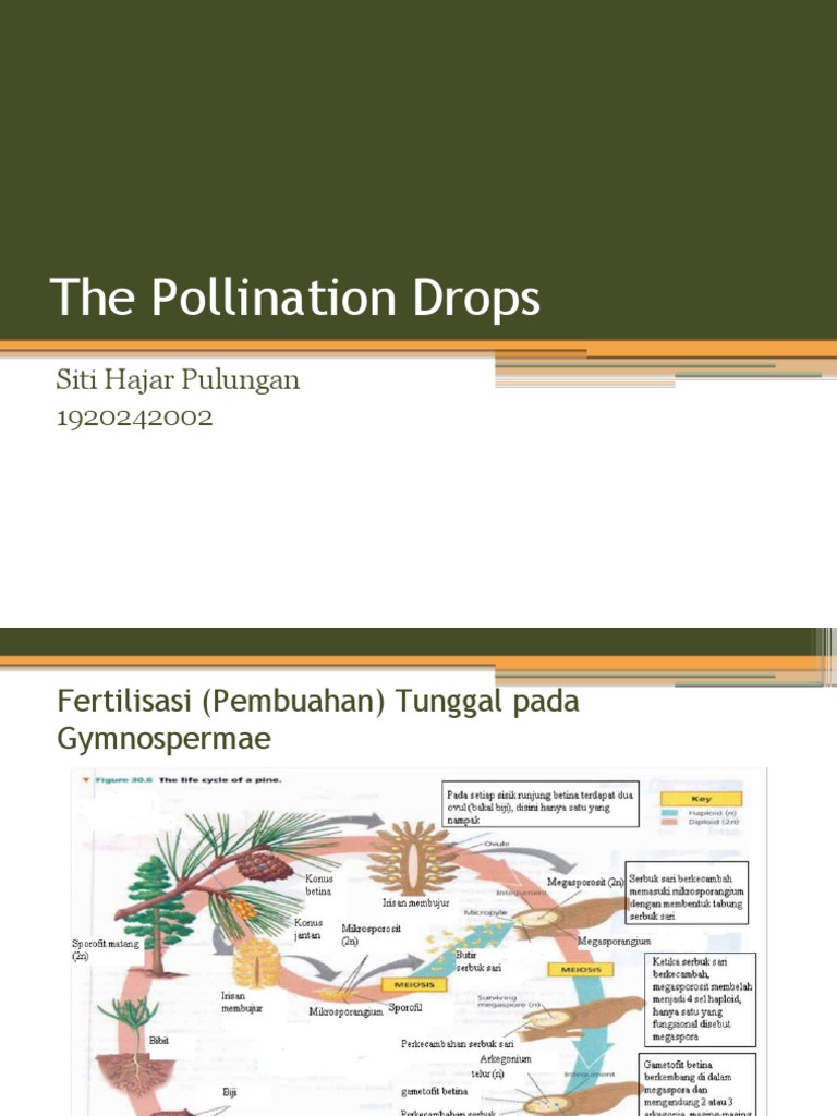 The Pollination Drops | PDF