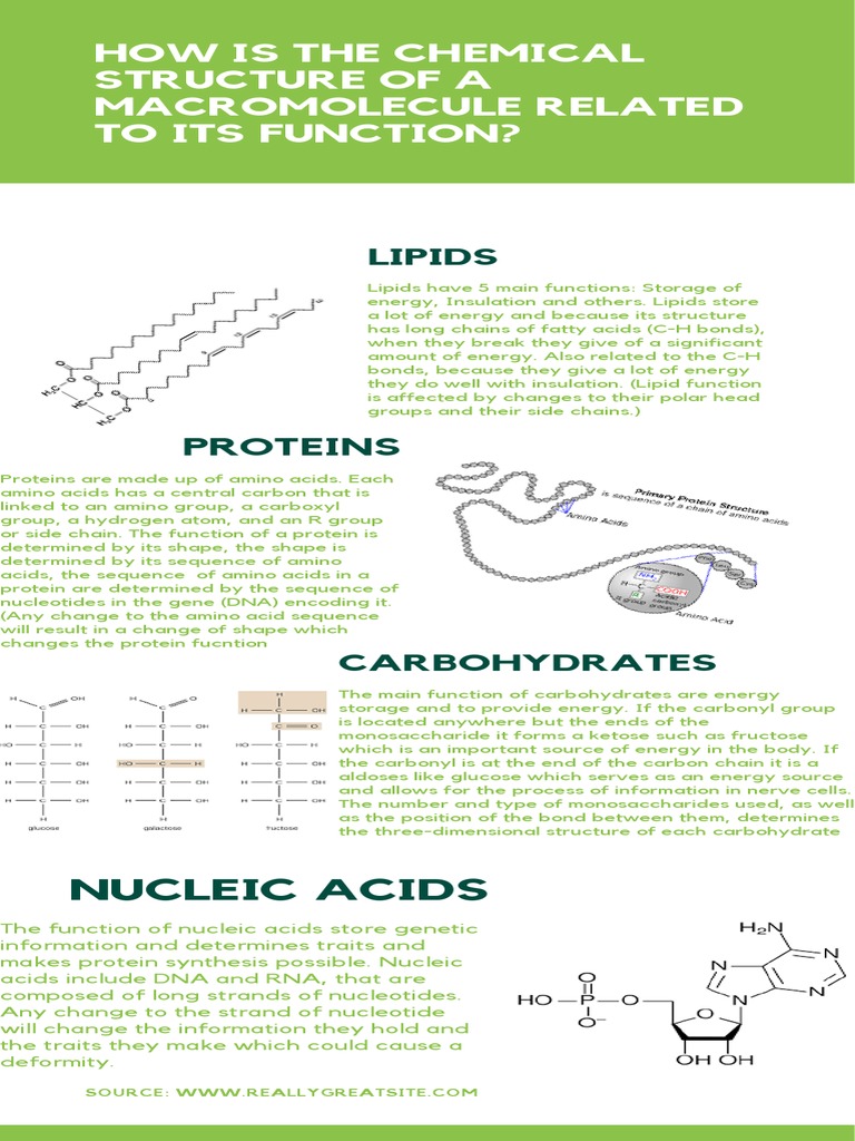 Macromolecule Infographic | PDF | Biomolecular Structure | Macromolecules