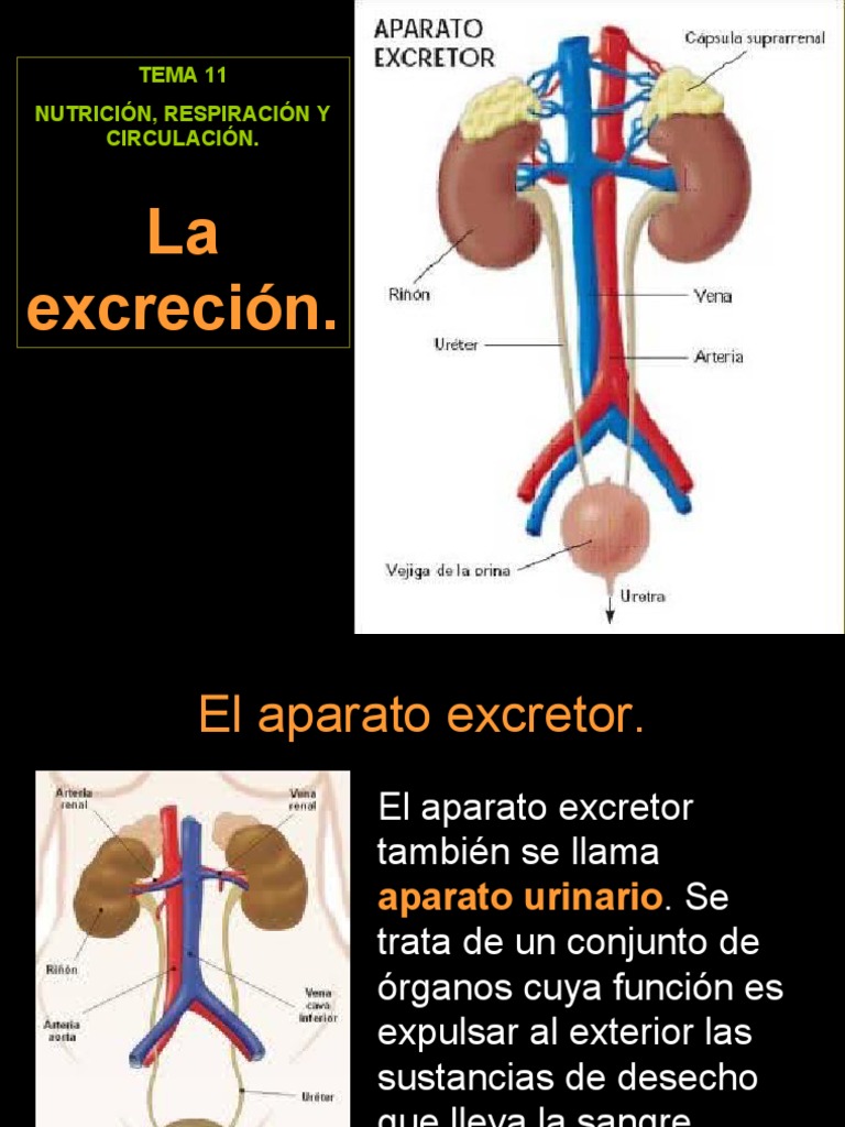 Aparato Excretor | PDF | Sistema urinario | Vejiga urinaria