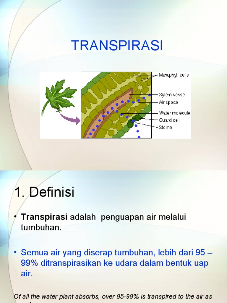 Transpirasi Tumbuhan: Proses dan Faktor | PDF