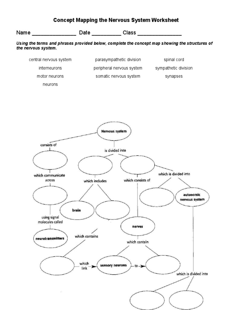 Concept Mapping of Nervous System Worksheet | PDF