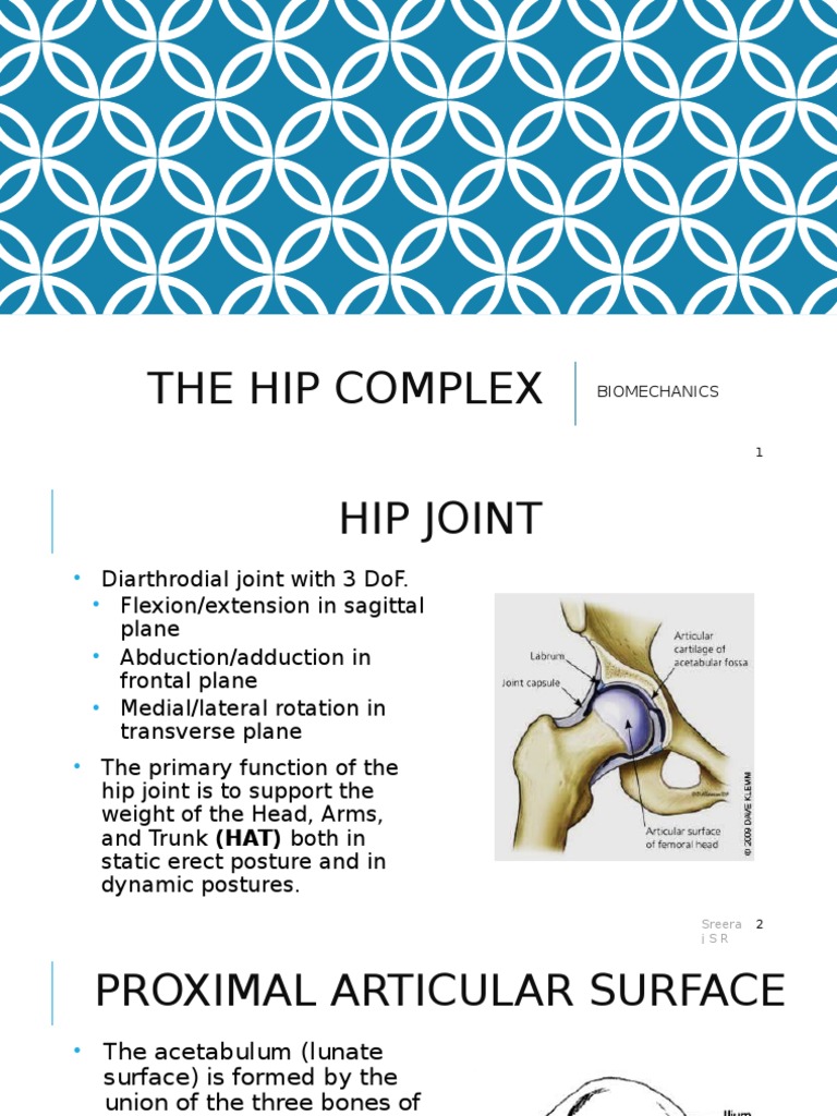 Hip Biomechanics SRS | PDF | Pelvis | Hip