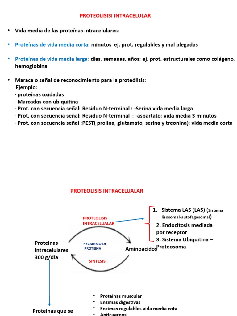 1 Proteolisis-Intracelular | PDF | Proteólisis | Ubiquitina