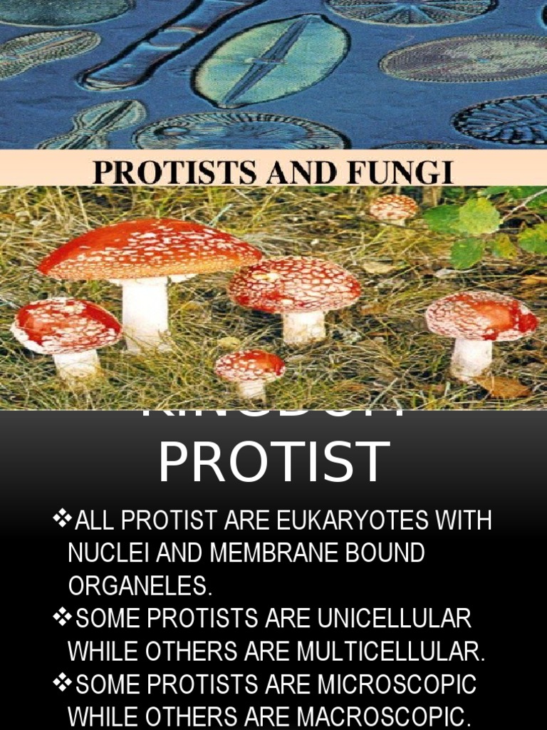 Kingdom Protist-Fungi-Grade8 | PDF | Protozoa | Algae