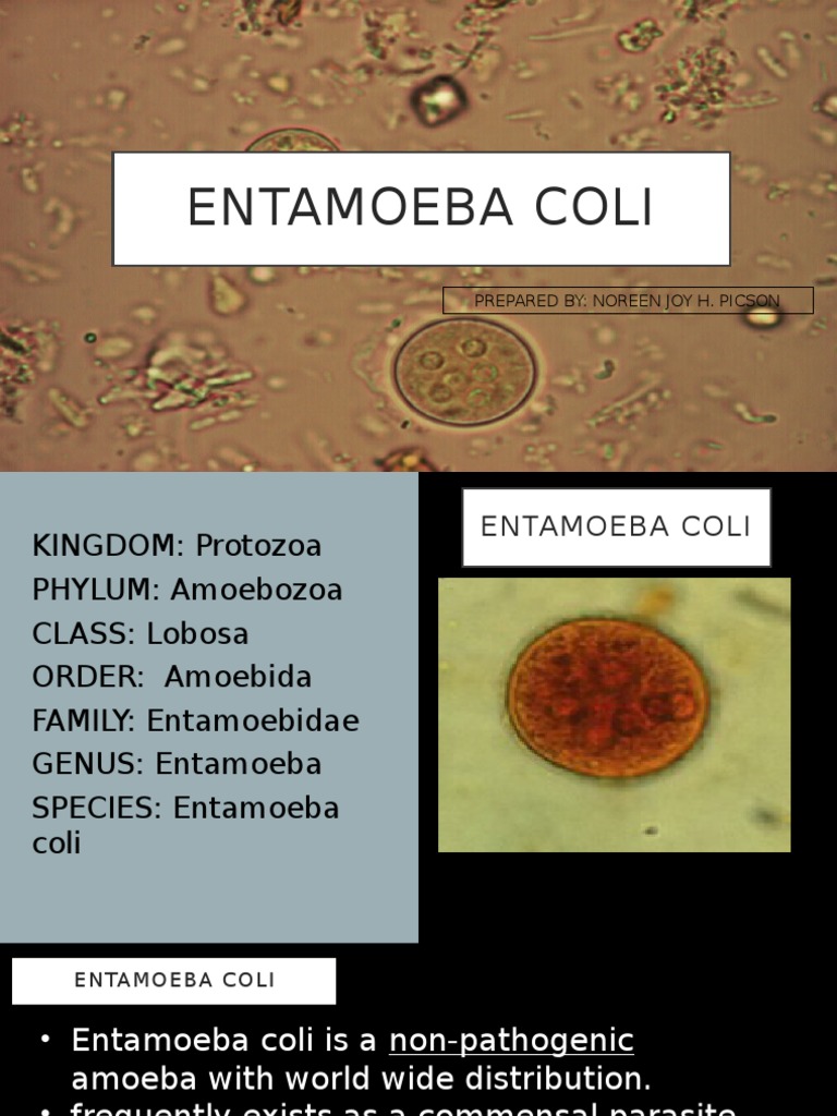 Understanding Entamoeba coli | PDF | Diseases And Disorders | Organisms
