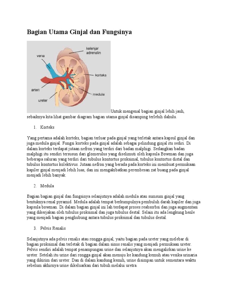 Bagian Utama Ginjal Dan Fungsinya | PDF
