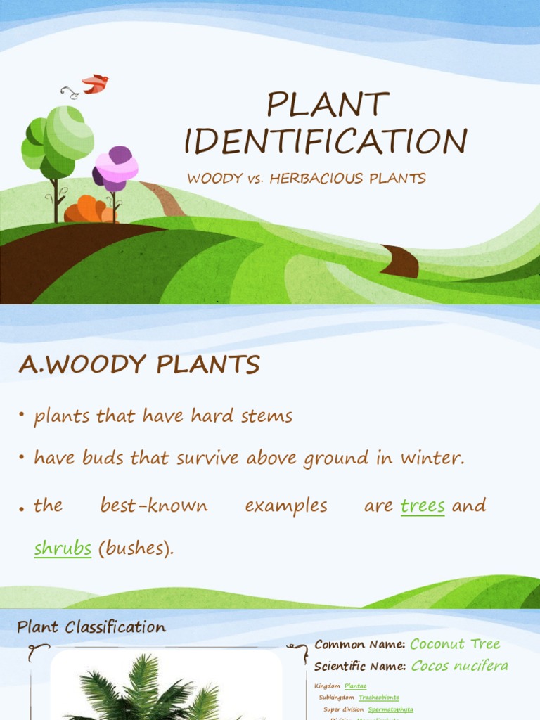 Plant Identification | PDF | Cucurbita | Trees