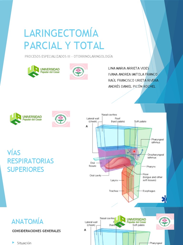 Laringectomía Parcial y Total | PDF | Laringe | Cabeza y cuello humanos