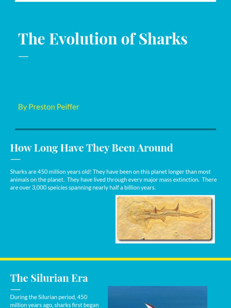 The Evolution of Sharks | PDF | Sharks | Fish
