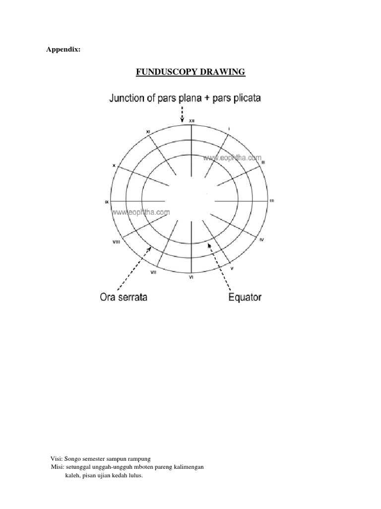 Fundoscopy Drawing and Features Guide | PDF | Retina | Ophthalmology