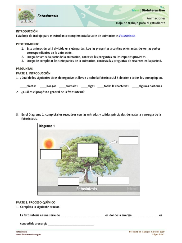 Hoja de Trabajo sobre Fotosíntesis | PDF | Fotosíntesis | Metabolismo