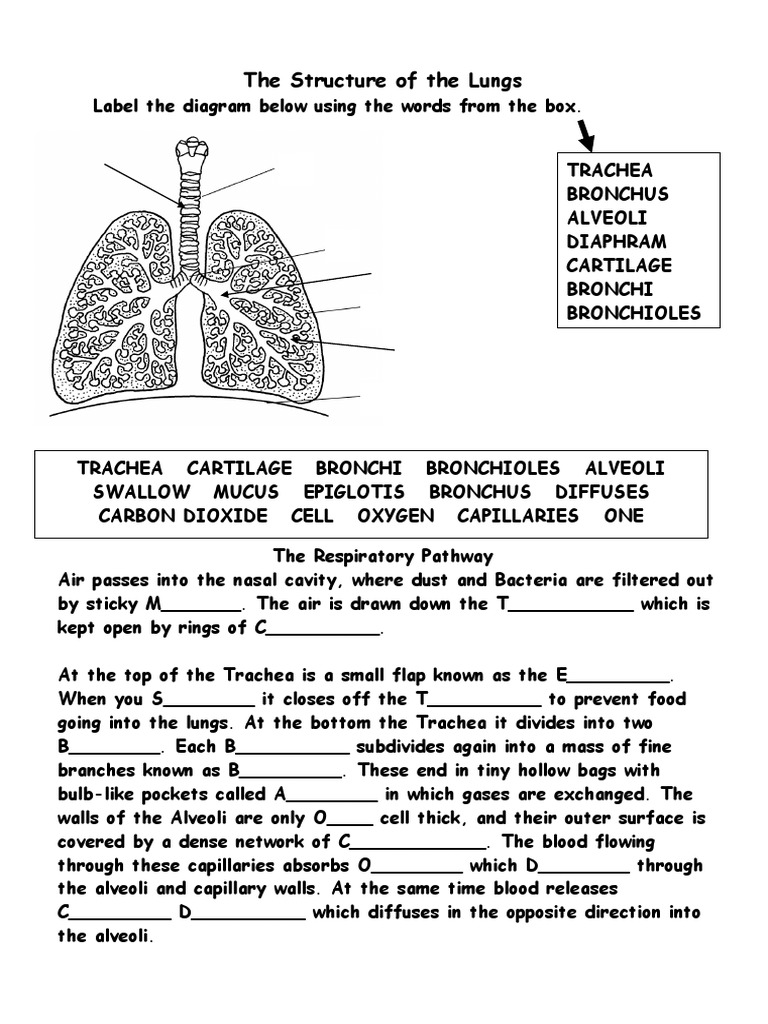 The Structure of The Lungs | PDF