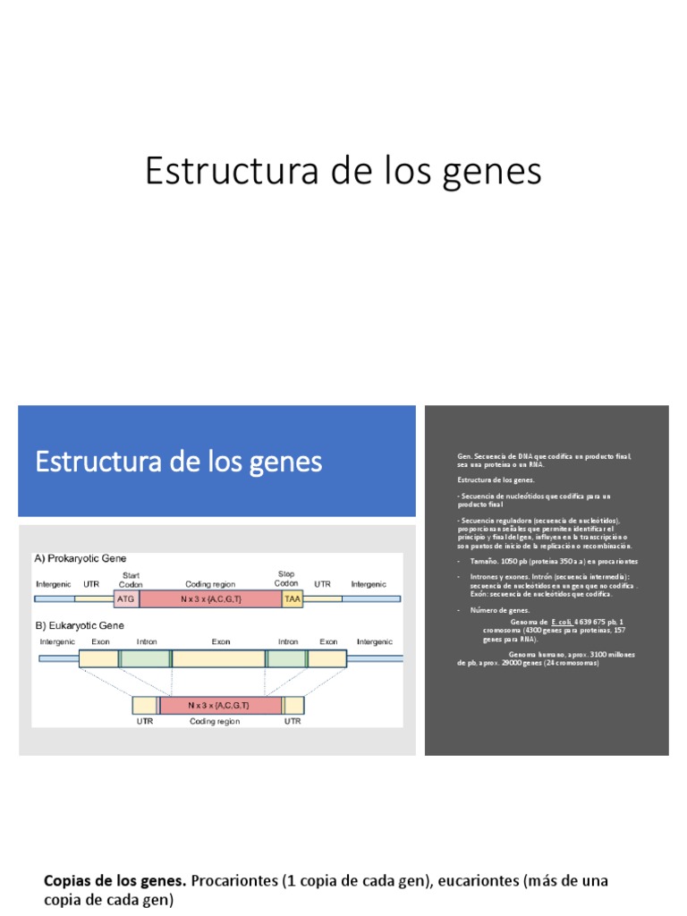 Estructura Gen | PDF