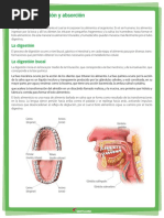 Digestión: Bolo, Quimo y Quilo | PDF | Digestión | Tracto gastrointestinal