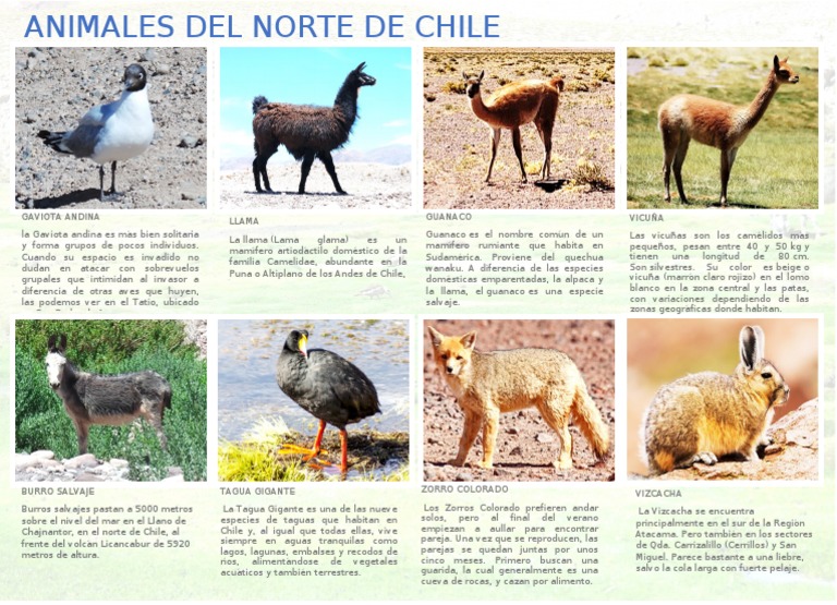 Animales Del Norte 1 | PDF | Incluso los ungulados de dedos | Naturaleza