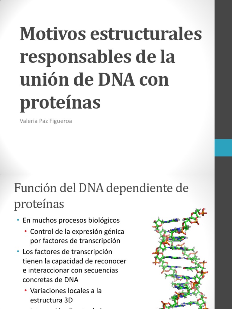 Motivos Estructurales Responsables de La Union de DNA | PDF | Alpha ...