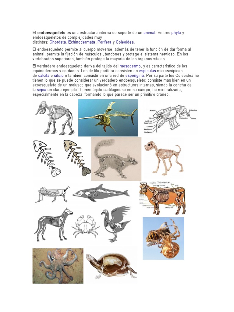Endoesqueleto y Exoesqueleto de Animales | PDF | Zoología | Sistema ...