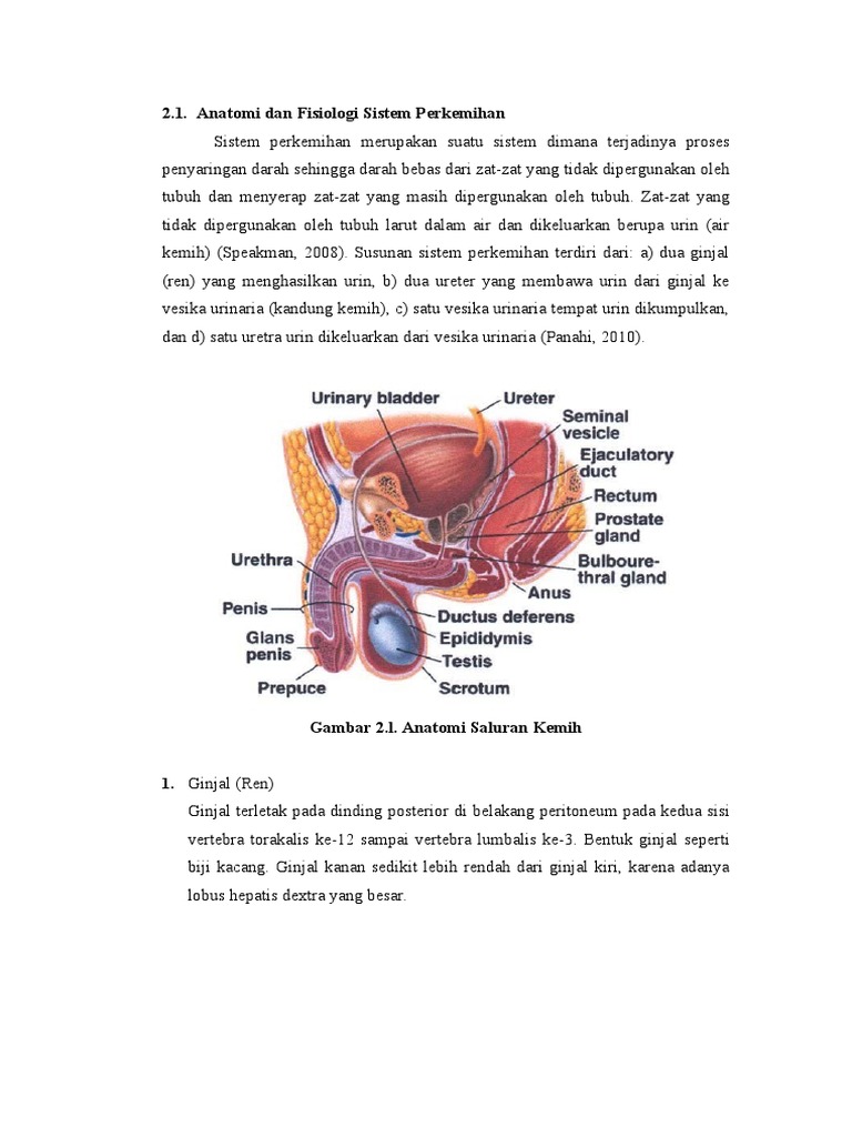 Anatomi Dan Fisiologi Sistem Perkemihan | PDF | Ilmu Sosial | Kesehatan ...
