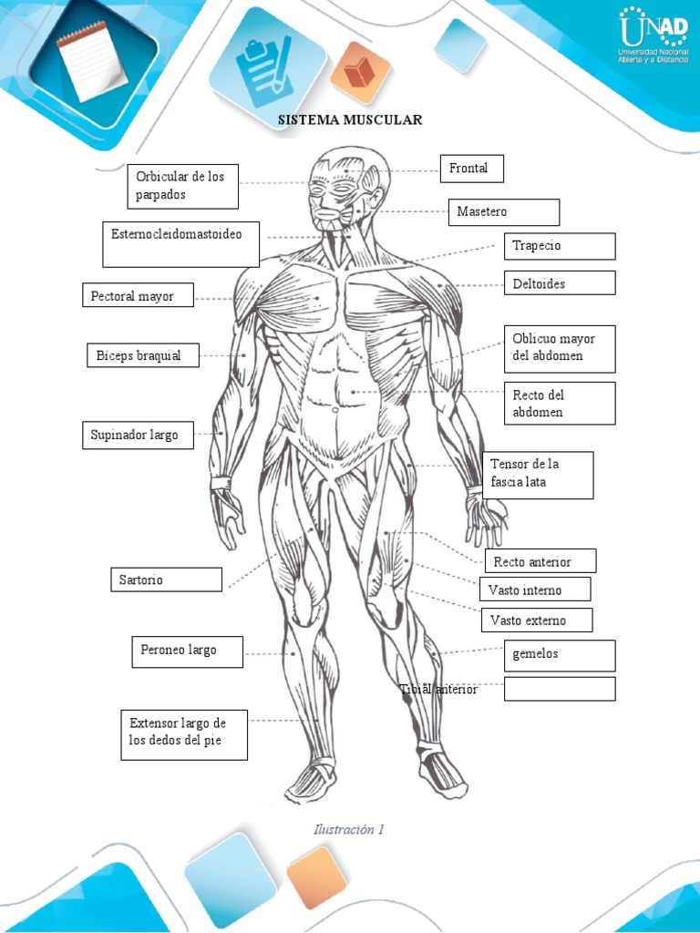Sistemas Del Cuerpo Humano Pdf Abdomen Anatomia Animal