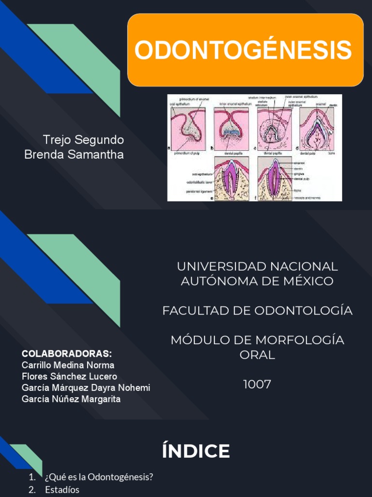 Odontogénesis | PDF | Epitelio | Diente