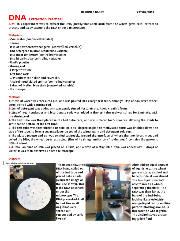 DNA Extraction Practical Report (Submission) | PDF | Genetics | Dna