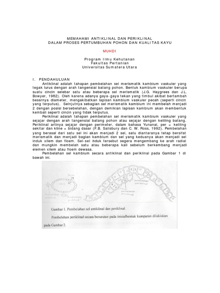Memahami Antiklinal Dan Periklinal Dalam Proses Pertumbuhan Pohon Dan ...