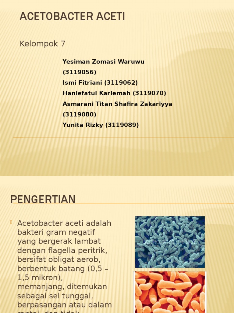 Acetobacter Aceti | PDF | Sains & Matematika
