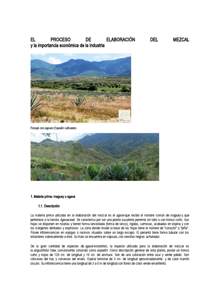 Proceso de Elaboración del Mezcal | PDF | Destilación | Molino (molienda)