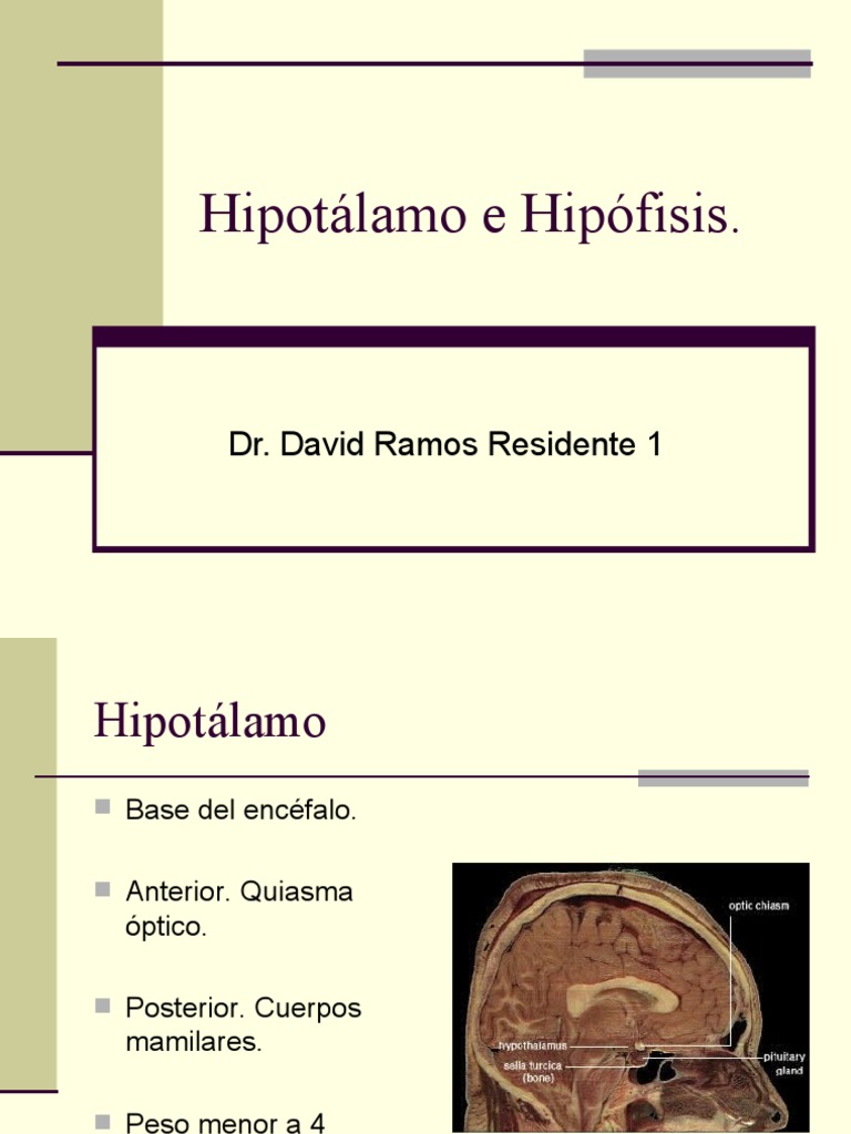Anatomía de Hipotálamo e Hipófisis | PDF | Hipotálamo | Sistema ...