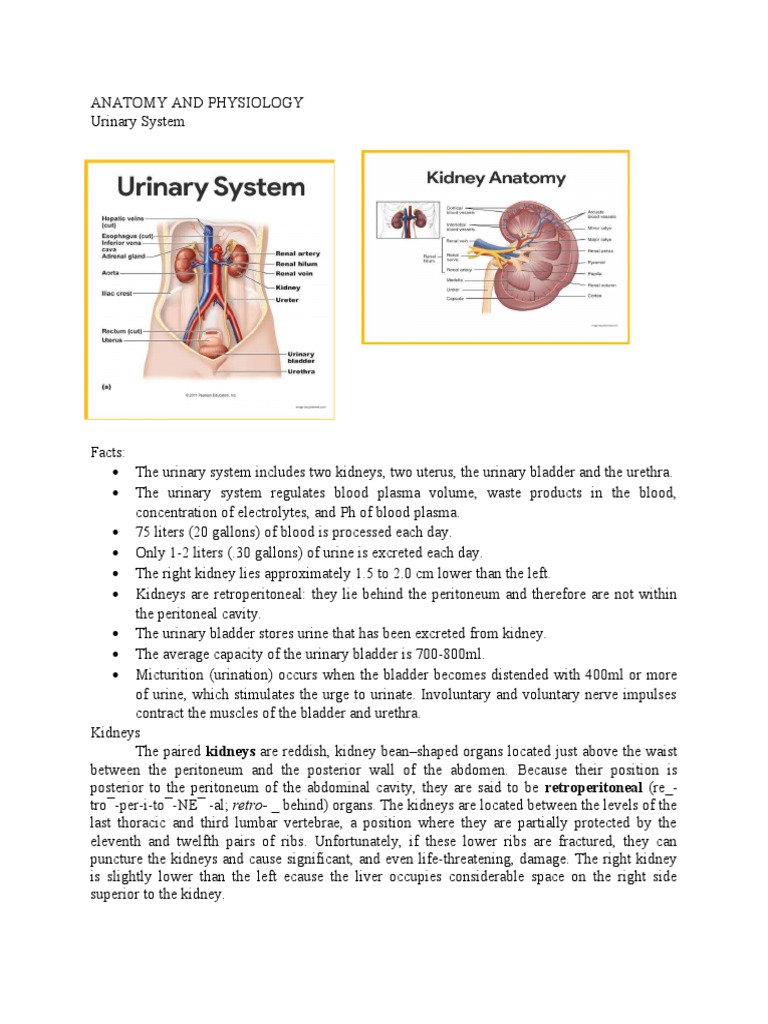 Anatomy and Physiology | PDF | Urinary Bladder | Urinary System