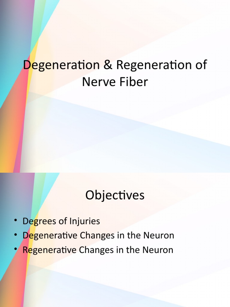 Degeneration & Regeneration of Nerve Fibre | PDF | Axon | Neuron