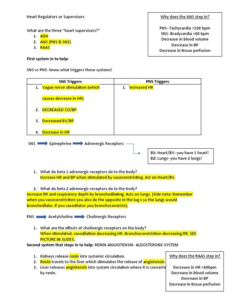 Answers RAAS Worksheet | PDF | Angiotensin | Endocrine System