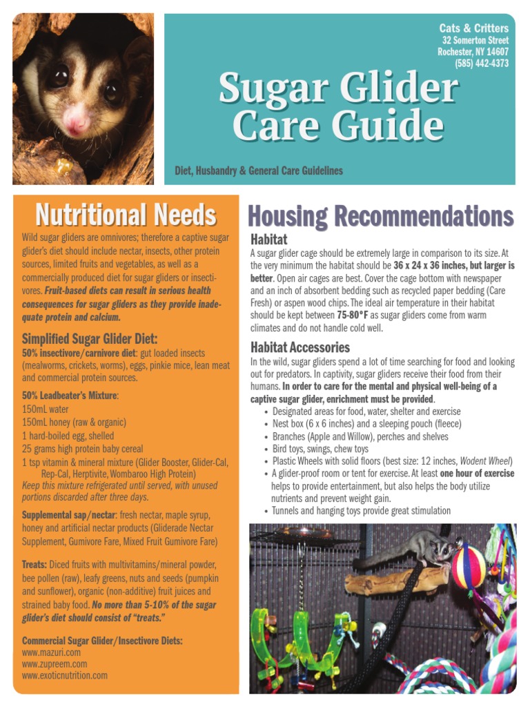 Sugar Glider Care Guide PDF | PDF | Sugar | Diet & Nutrition