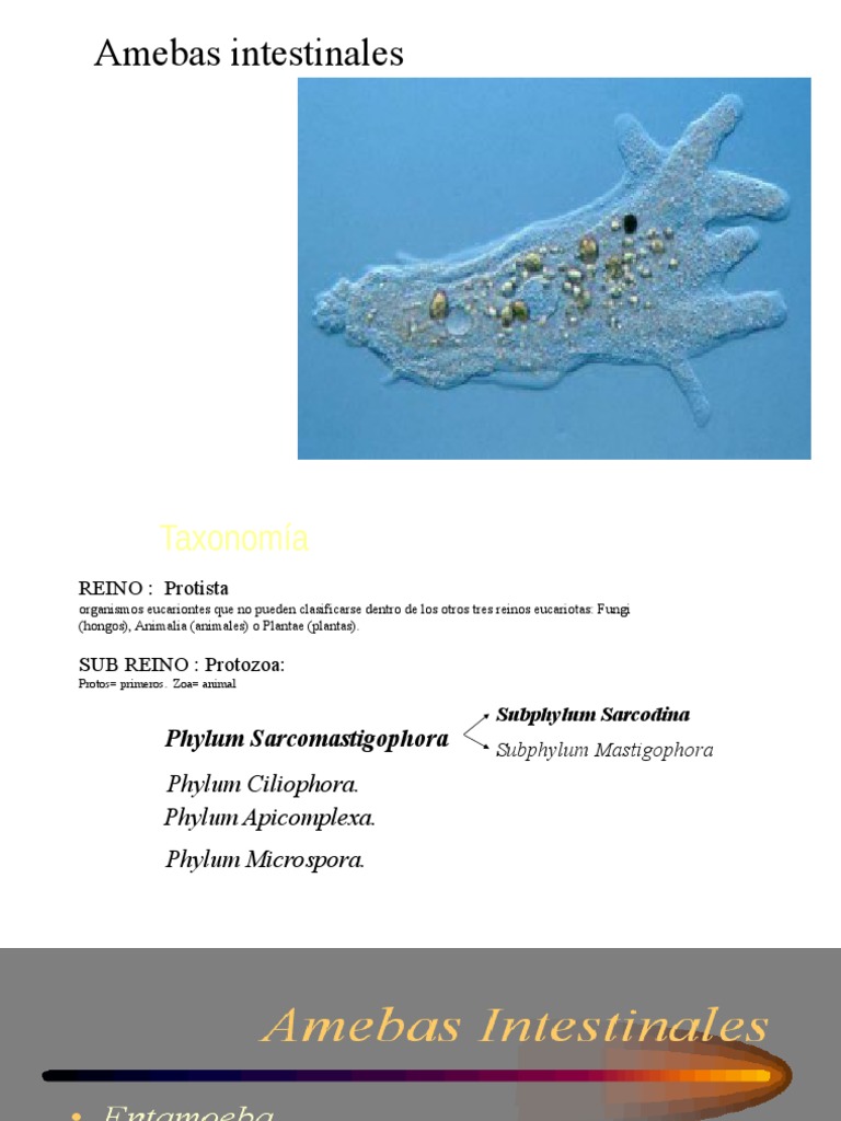 C. Amebas Intestinales 2019 | PDF | Diarrea | Enfermedades y trastornos