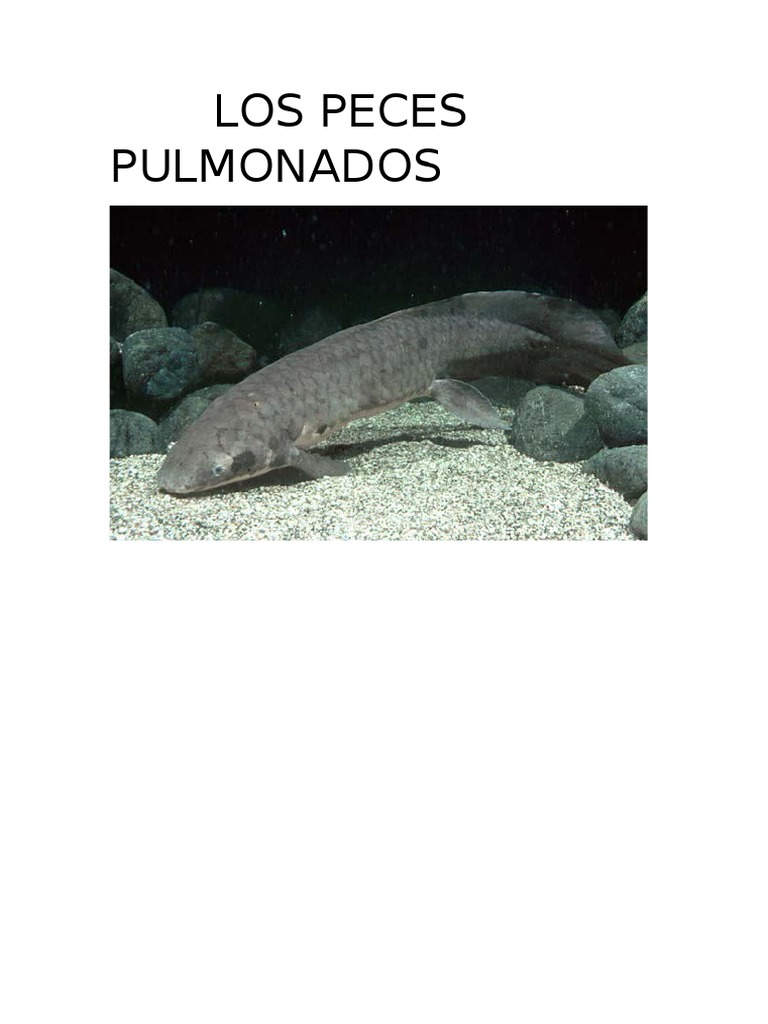 Los Peces Pulmonados Biologia 1 Bachillerato | PDF