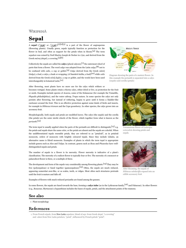 Sepals and Calyx (And Calyces) | PDF | Petal | Botany