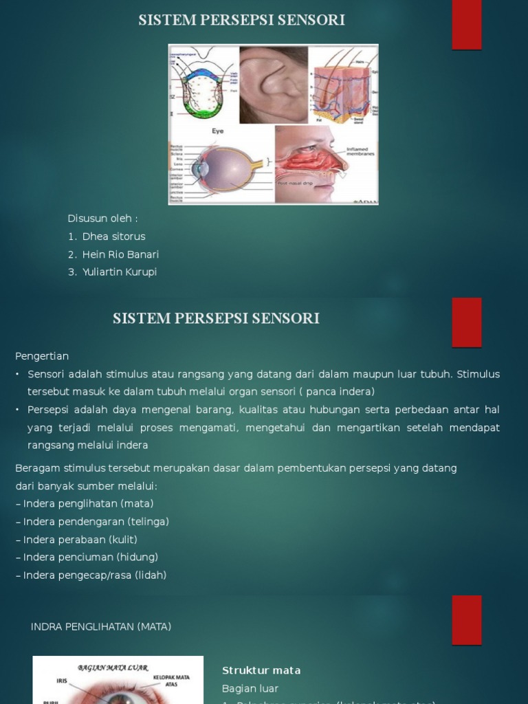 Anatomi Terminologi Sistem Sensorik | PDF