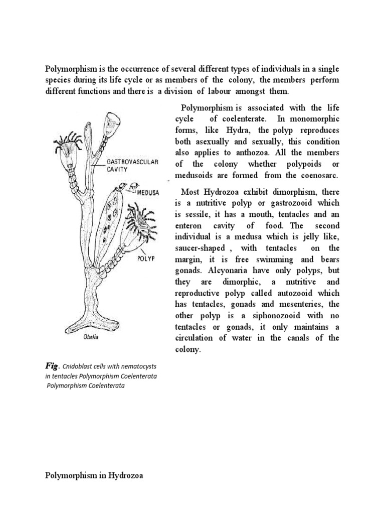 Polymorphism in Hydrozoa | PDF | Venomous Animals | Aquatic Animals