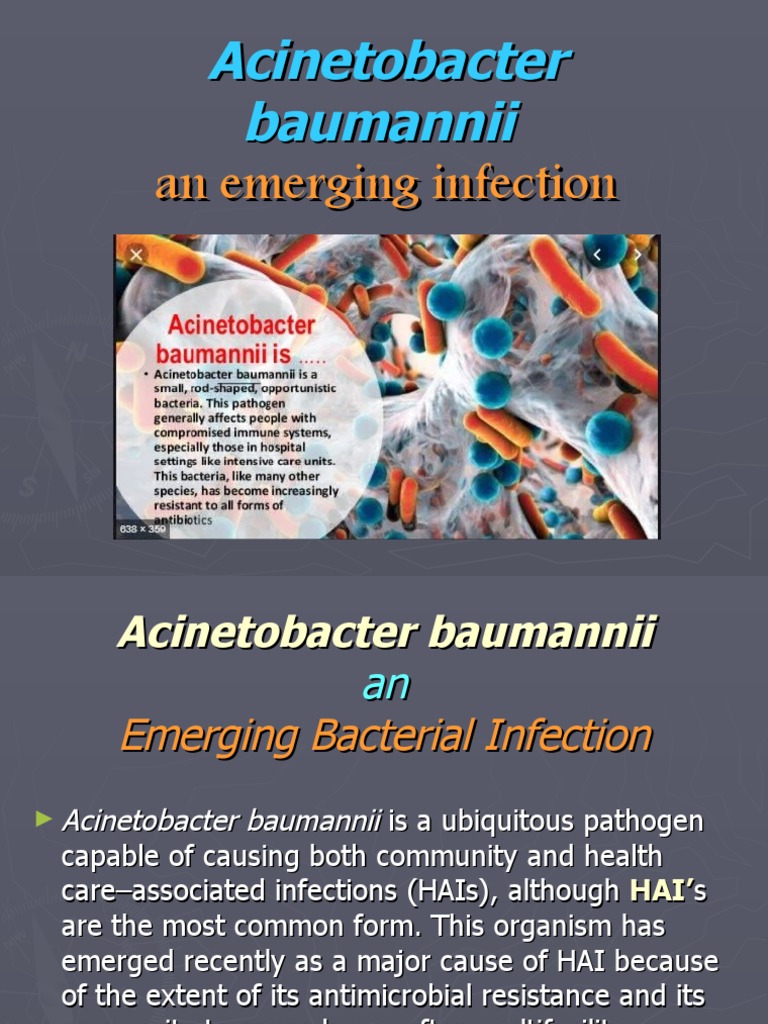 Acinetobacter Baumannii | PDF | Hospital Acquired Infection | Infection