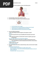 Respiratory System Worksheet | PDF | Lung | Breathing