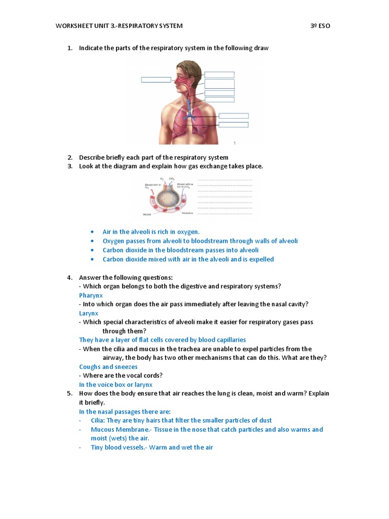 Worksheet Respiratory System | PDF | Respiratory Tract | Respiratory System