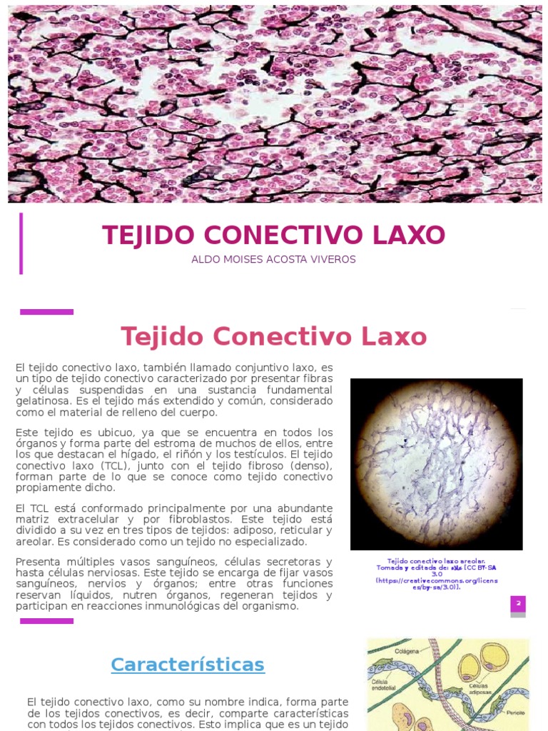 Tejido Laxo | PDF | Fibroblastos | Tejido conectivo