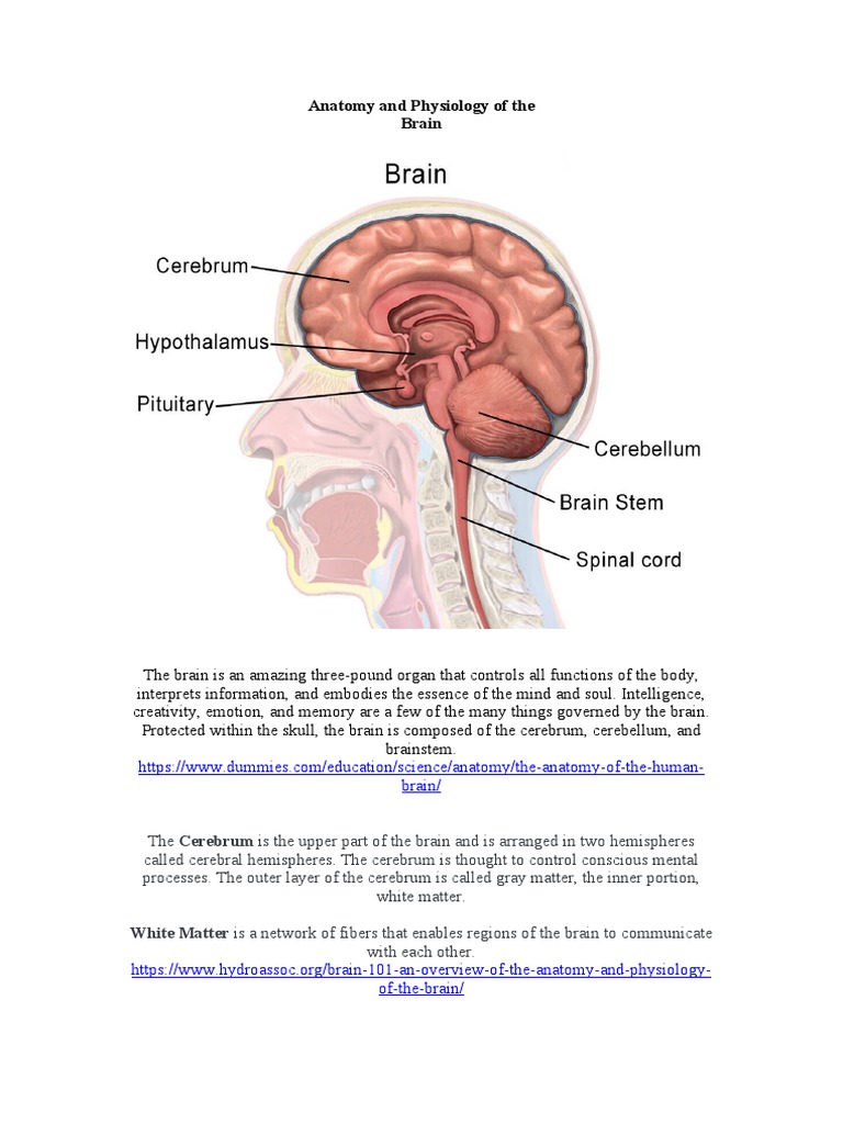 Anatomy and Physiology of The BRAIN | PDF | Cerebrum | Cerebral Hemisphere