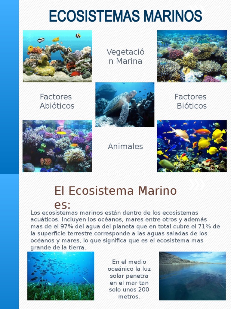 Presentacion Ecosistema Marino | PDF | Ecosistema | Océanos