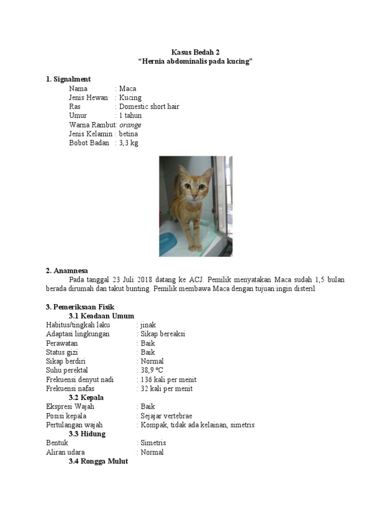 Hernia Abdominalis Pada Kucing | PDF